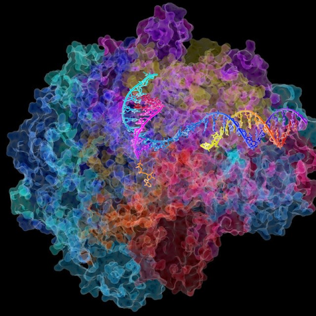 Research | Department of Molecular Genetics and Cell Biology | The ...